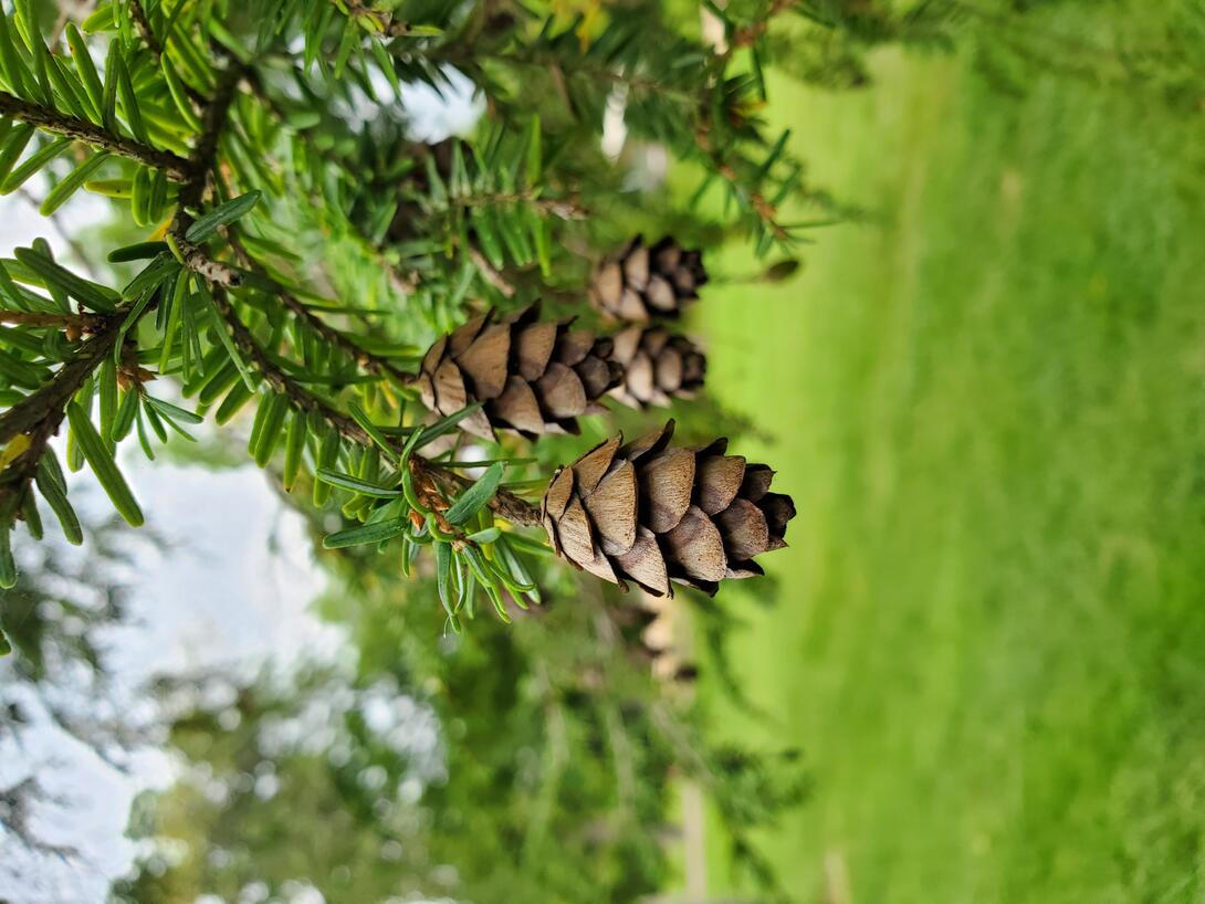 Eastern Hemlock | CMP Tree Selection Tool
